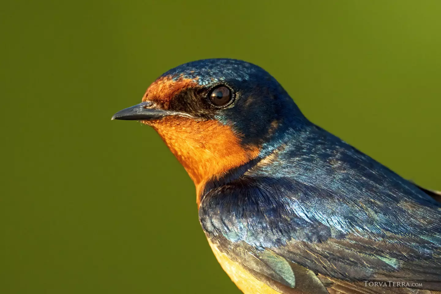 ನಾವು ಹೊಸ Tamron 150-500mm f/5-6.7 Di III VXD ಲೆನ್ಸ್ ಅನ್ನು ಪರಿಶೀಲಿಸುತ್ತೇವೆ 2844_4