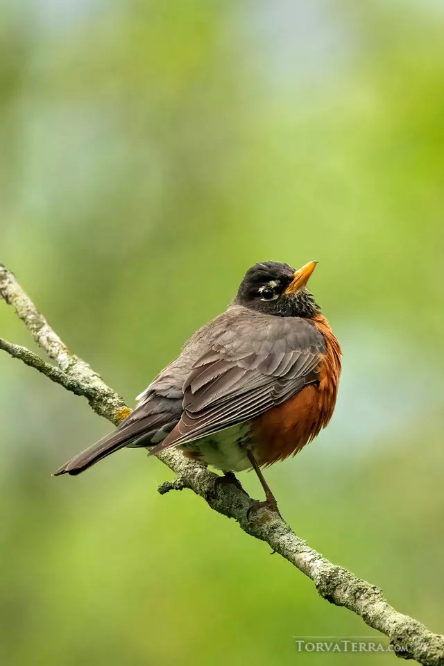 ನಾವು ಹೊಸ Tamron 150-500mm f/5-6.7 Di III VXD ಲೆನ್ಸ್ ಅನ್ನು ಪರಿಶೀಲಿಸುತ್ತೇವೆ 2844_7