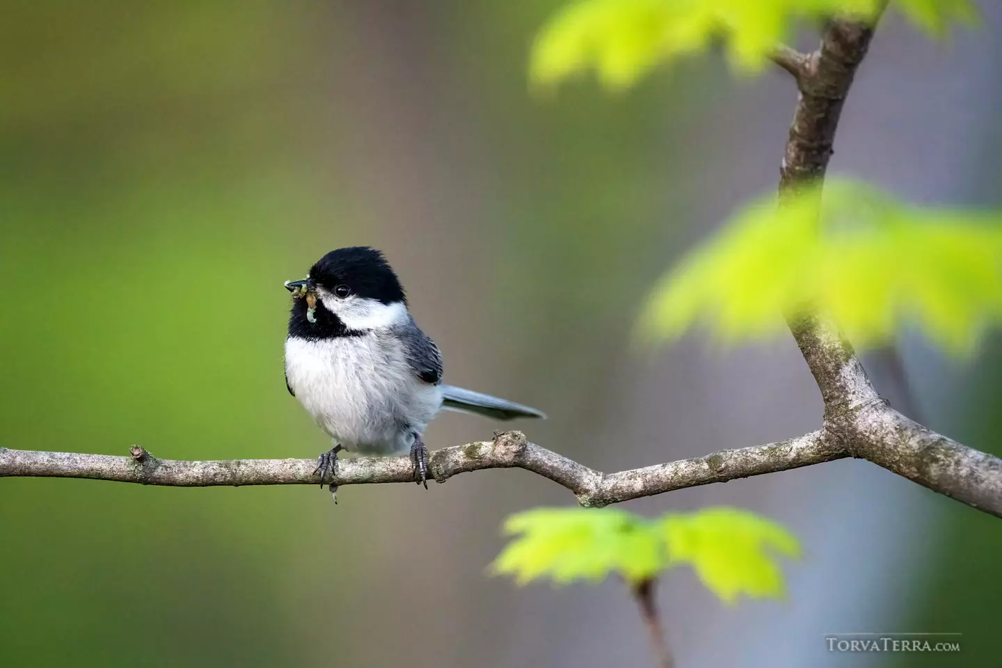 Mēs pārskatām jauno Tamron 150-500mm f/5-6.7 Di III VXD objektīvu 2844_8