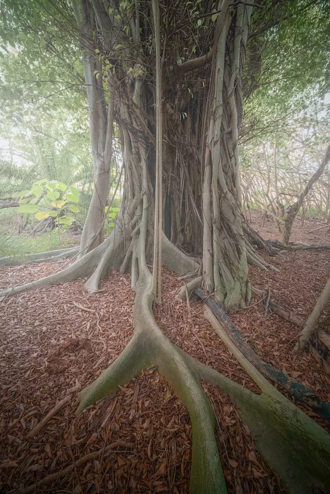 Ландшафт фотографиясендә ешлыкны аеруны кулланырга өйрәнегез 2847_3