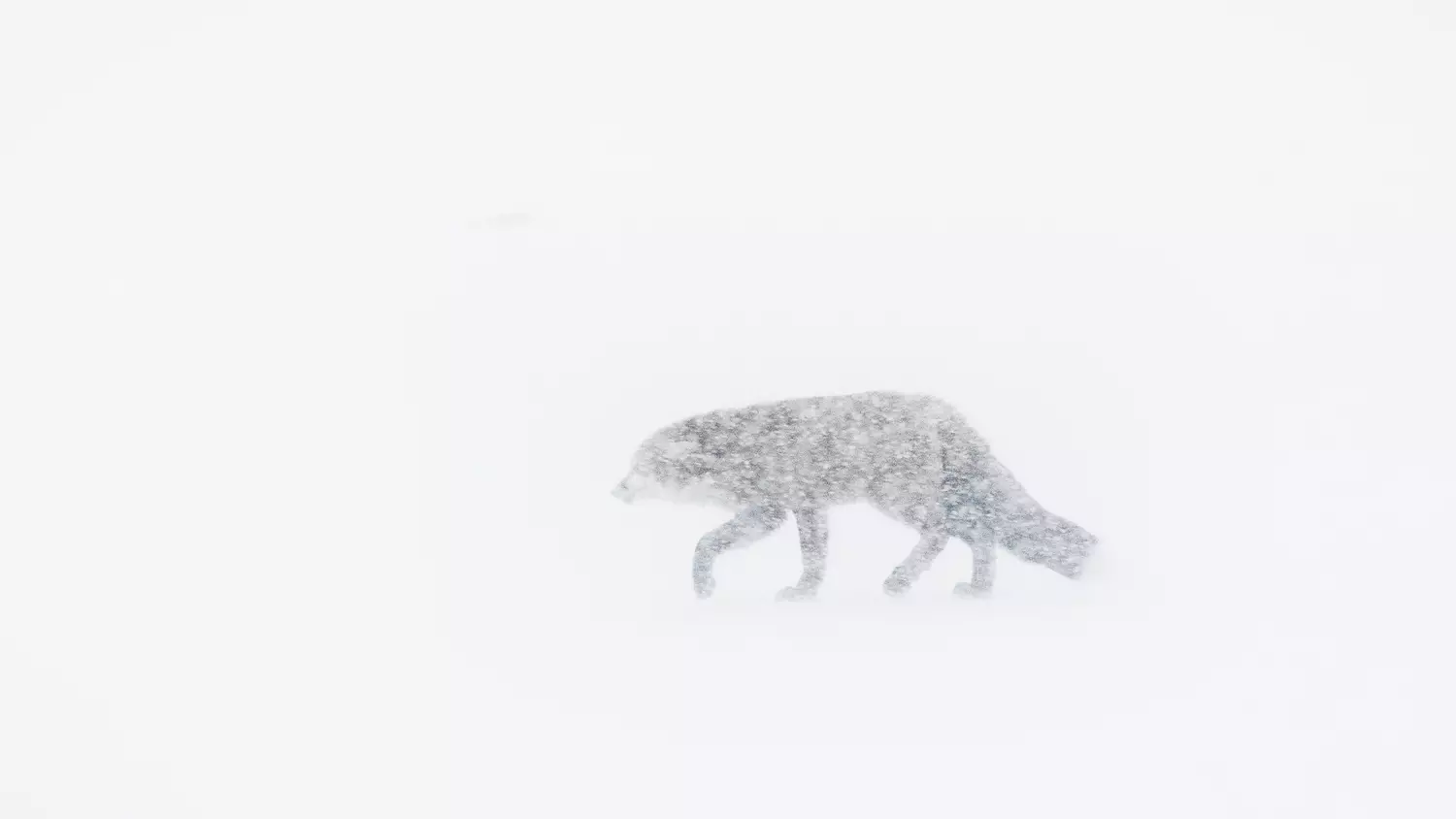 Советы по фотографированию самого большого в мире сухопутного хищника в Арктике и субарктике 2960_5