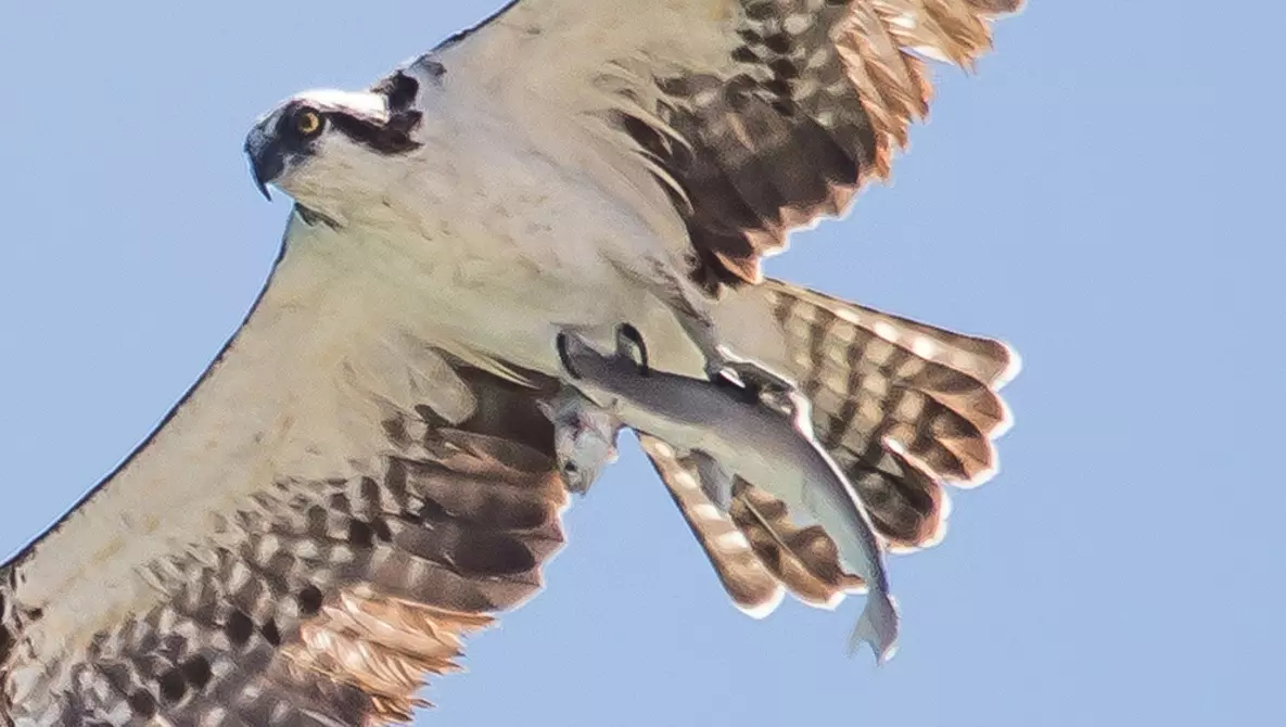 فوٽوگرافر ’ون ان ٽريلين شاٽ‘ ۾ فوڊ چين کي پڪڙي ٿو