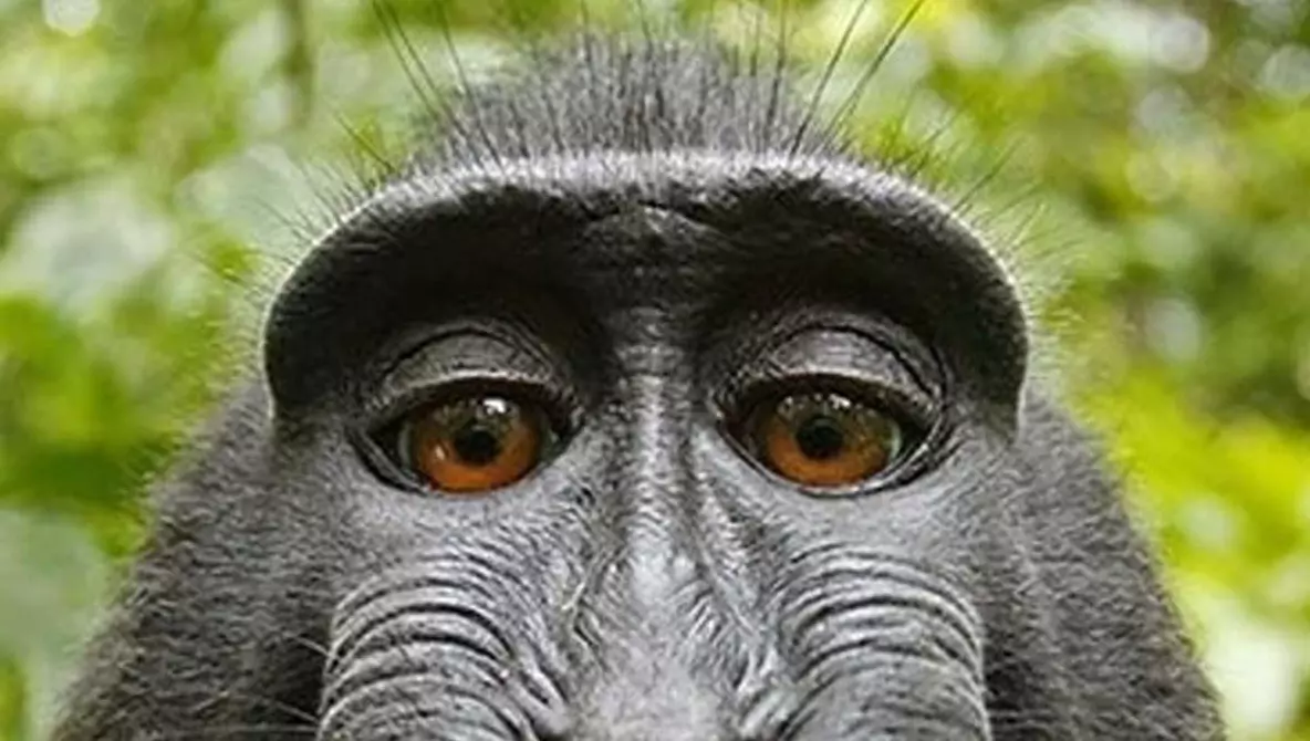 Pengadilan Menertawakan PETA Saat Kasus Selfie Hak Cipta Monyet Diselesaikan