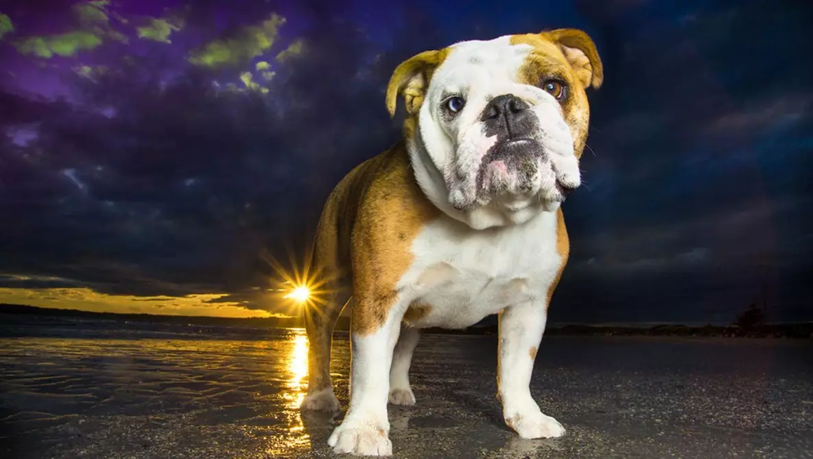 bulldog Inggeris berdiri di pantai pada waktu matahari terbenam