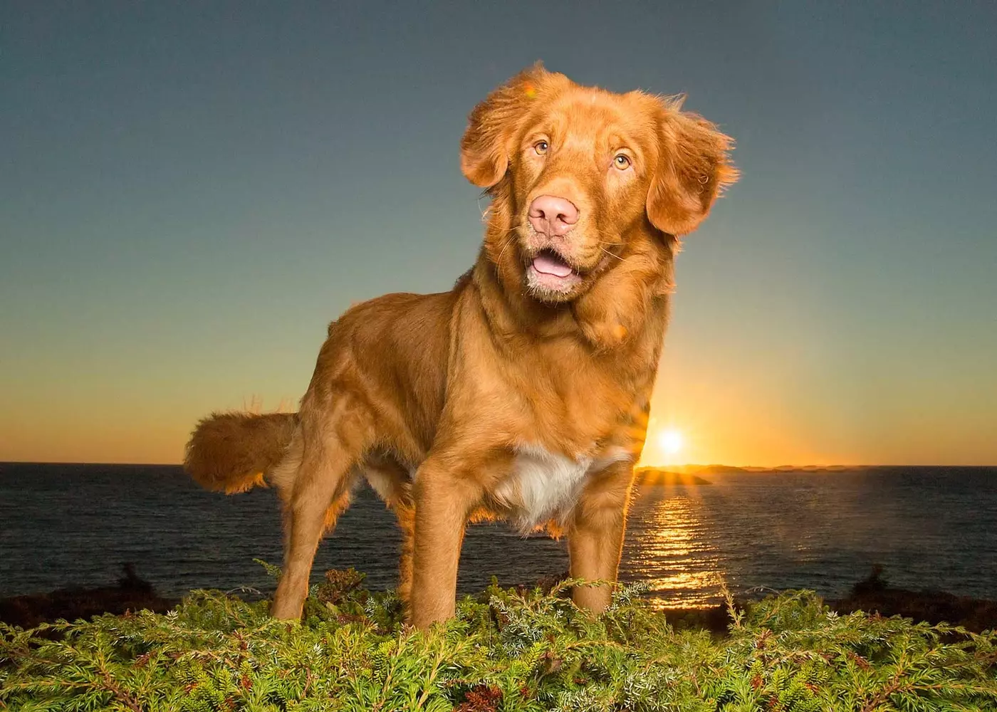 Cara Mencipta Potret Anjing yang Menakjubkan di Matahari Terbenam 31659_1