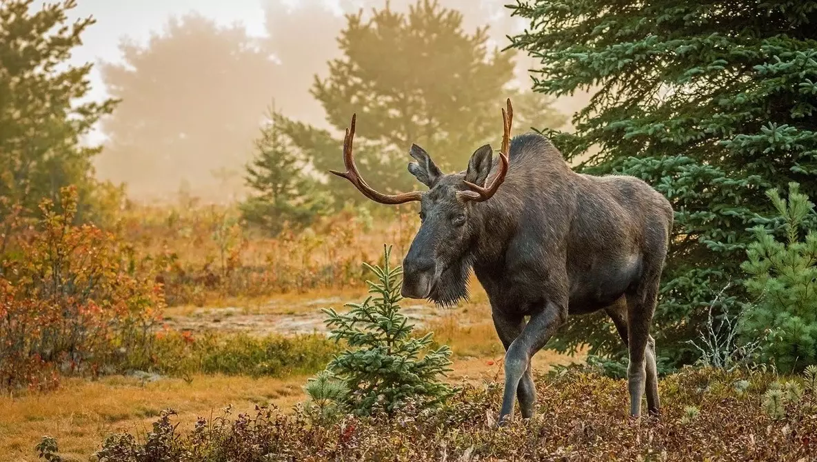 HOWL: Yon Konvansyon Fotografi Etik