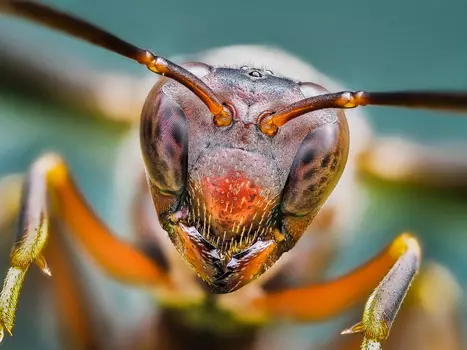Wawancara Kanthi Frank Döring: Cara Njupuk Foto Makro Serangga lan Laba-laba 3267_1