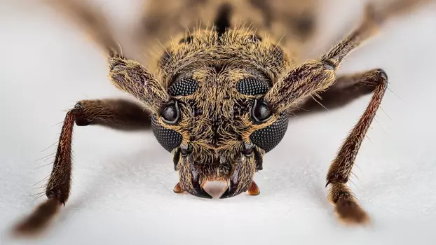 Wawancara Kanthi Frank Döring: Cara Njupuk Foto Makro Serangga lan Laba-laba 3267_3