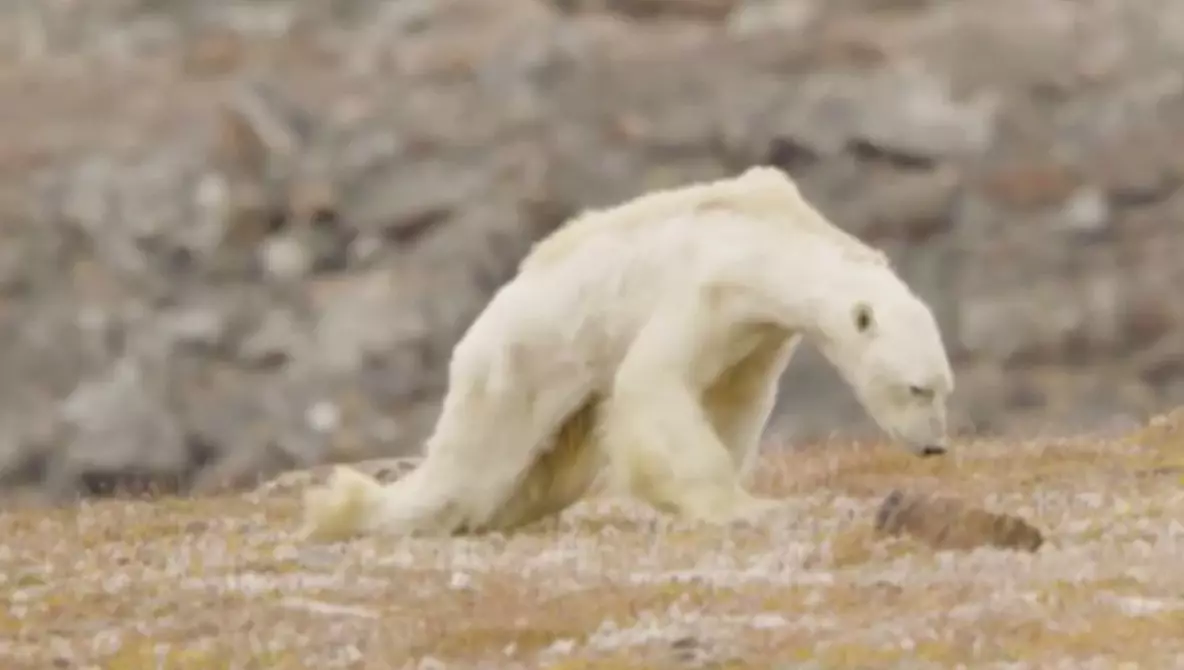 נשיונל ג'יאוגרפיק מודה שהקישור של סרטון דוב הקוטב לשינויי האקלים יצא משליטה