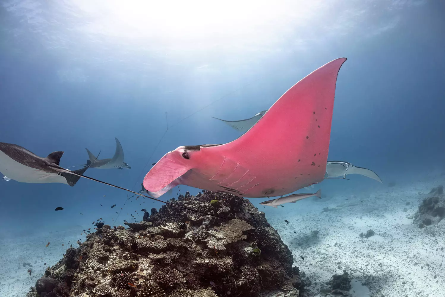 Fotografas nufotografuoja retą rožinį Manta Ray, iš pradžių įtaria, kad jo fotoaparatas veikė netinkamai dėl spalvos 33734_2