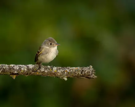 Vəhşi Təbiət Lenslərinin Uyğunlaşdırılması: Sony Kamerasında Sigma 60-600mm f/4.5-6.3 DG OS HSM İdman Lensinin icmalı 33873_11