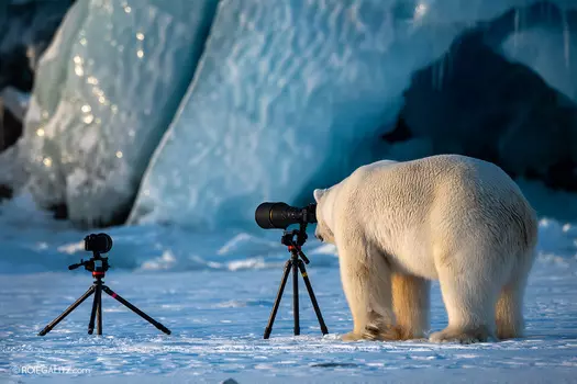 Vad gör du om en isbjörn ber om att få låna din kamera? Ta en prisbelönt bild 33916_4