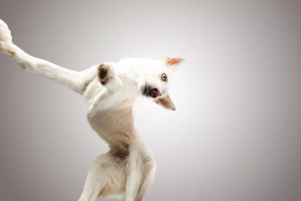 Schattige fotoserie laat je 'omhoog' kijken naar opvanghonden 33921_1