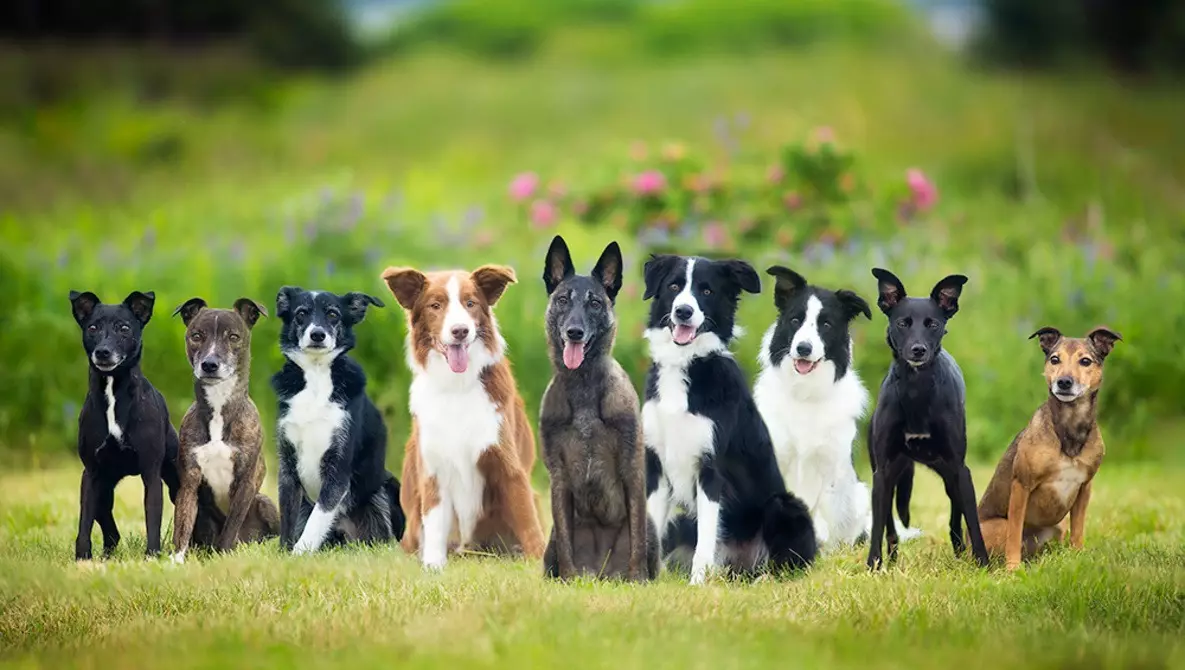 nege honde in grasveld