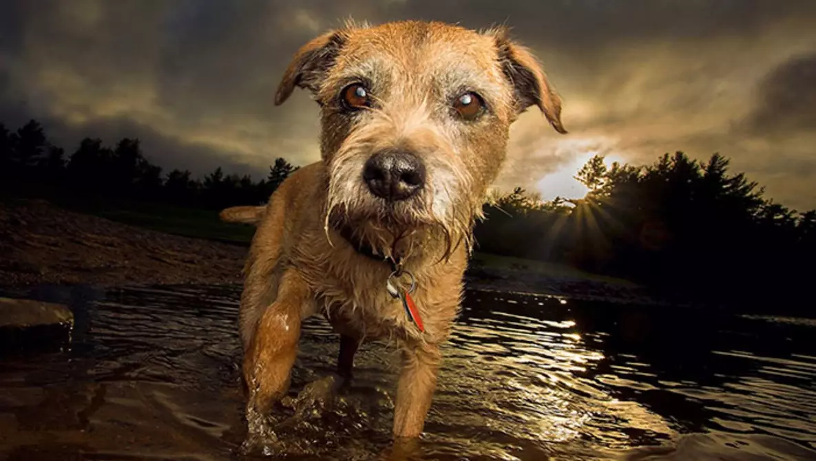 Három ok, amiért érdemes ultraszéles szöget készíteni, ha kint fotózunk kutyákat
