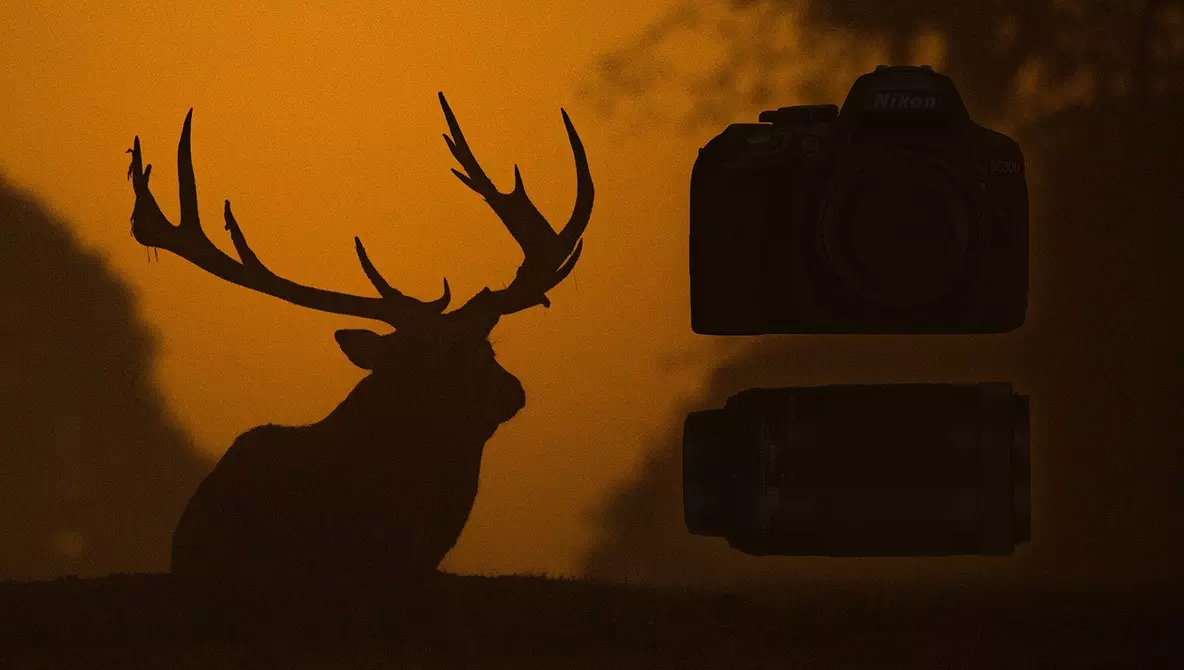 Guía del comprador de cámaras y lentes para fotografía de vida silvestre: menos de $ 500