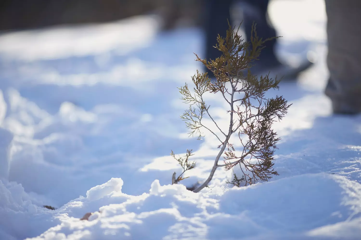 Out Of My Element: The First Time I Ever Streal In Snow 341766_11