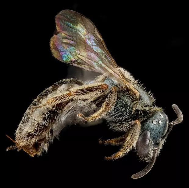 lebah-makro-4