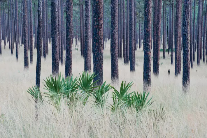 Safarka Waddada Duurjoogta ee Florida