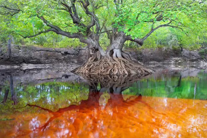 Florida Wildlife Corridor Expedition