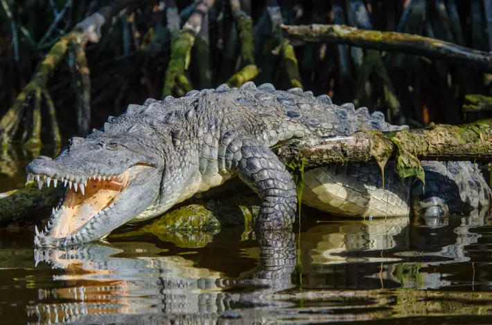 Expediția pe coridorul faunei sălbatice din Florida