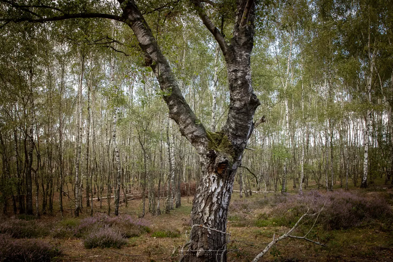 4 manieren om de voorgrond en achtergrond in een landschapsfoto te manipuleren 3600_5