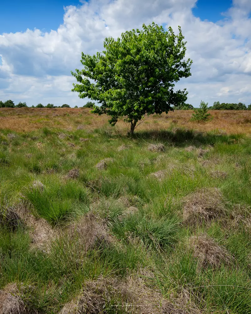 Izmantojiet interesantu priekšplānu savam ainavas fotoattēlam 3601_3