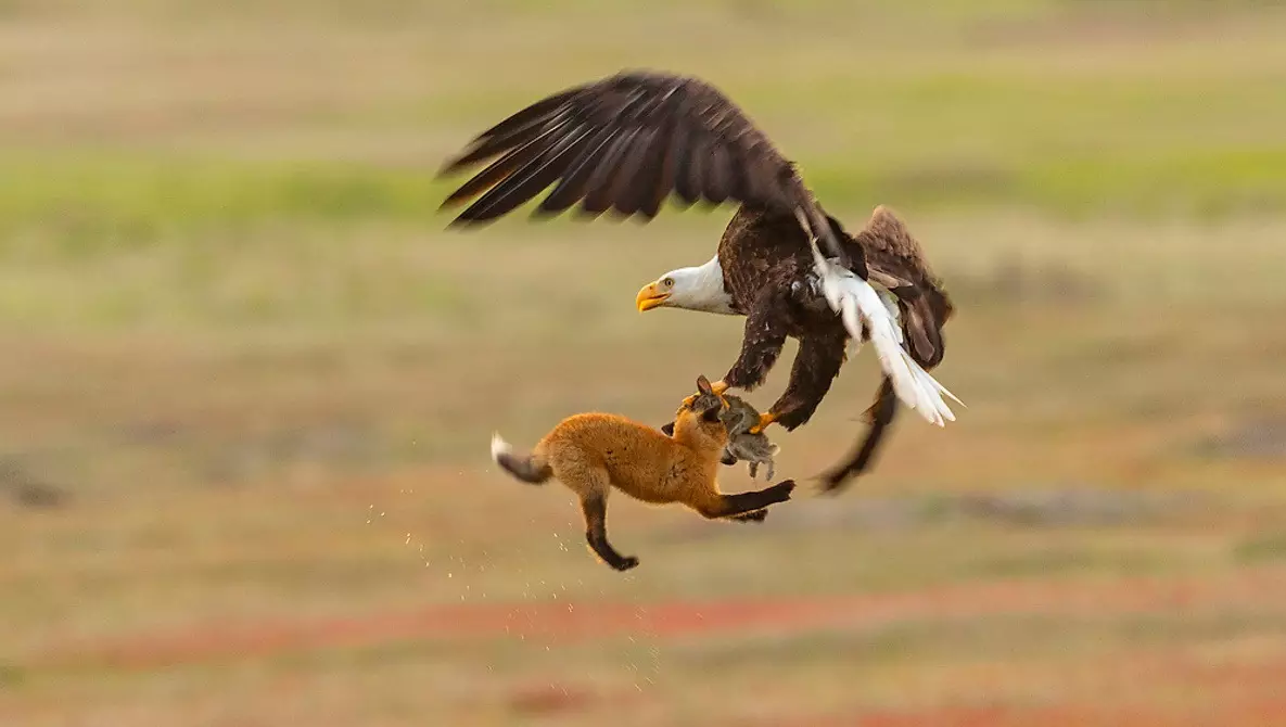Eagle Battles Fox in Midair Wärend 'Dramatic Act of Thievery'