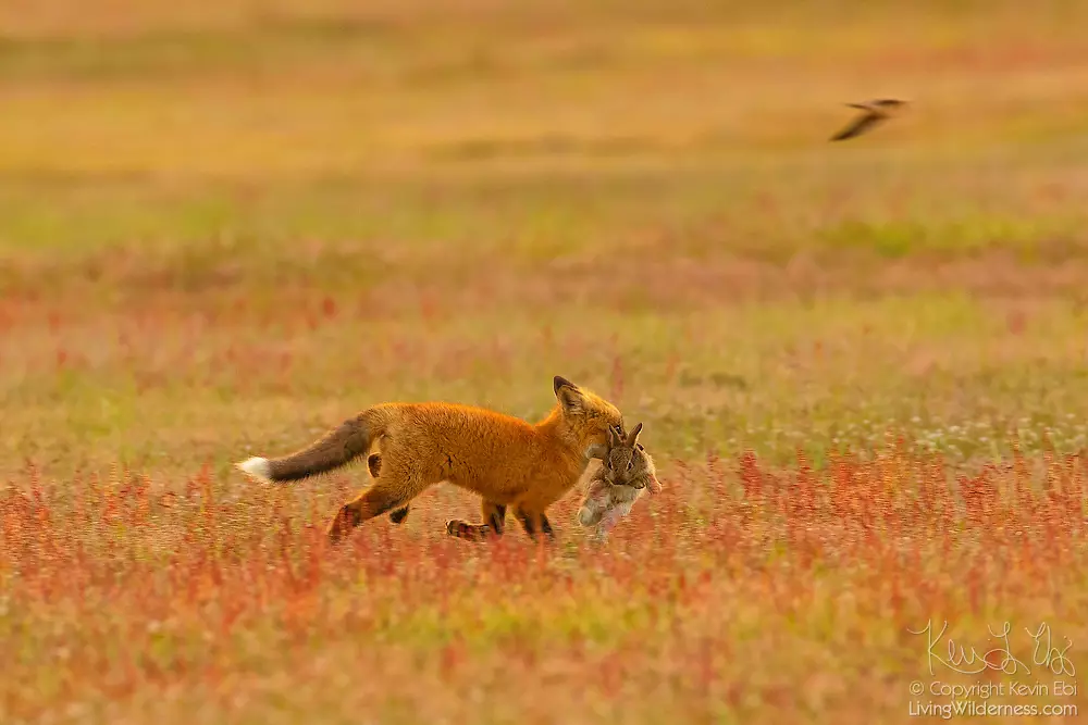 Eagle Battles Fox in Midair Wärend 'Dramatic Act of Thievery' 36332_1