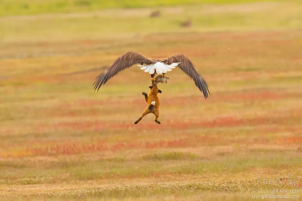 Eagle Battles Fox in Midair Wärend 'Dramatic Act of Thievery' 36332_2