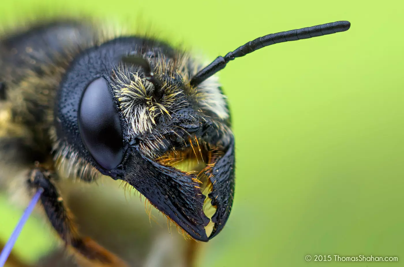 Macro Photographer E Leka Venus KX-800 Twin Flash, e Fumana Liphetho tse Hlollang 37323_4