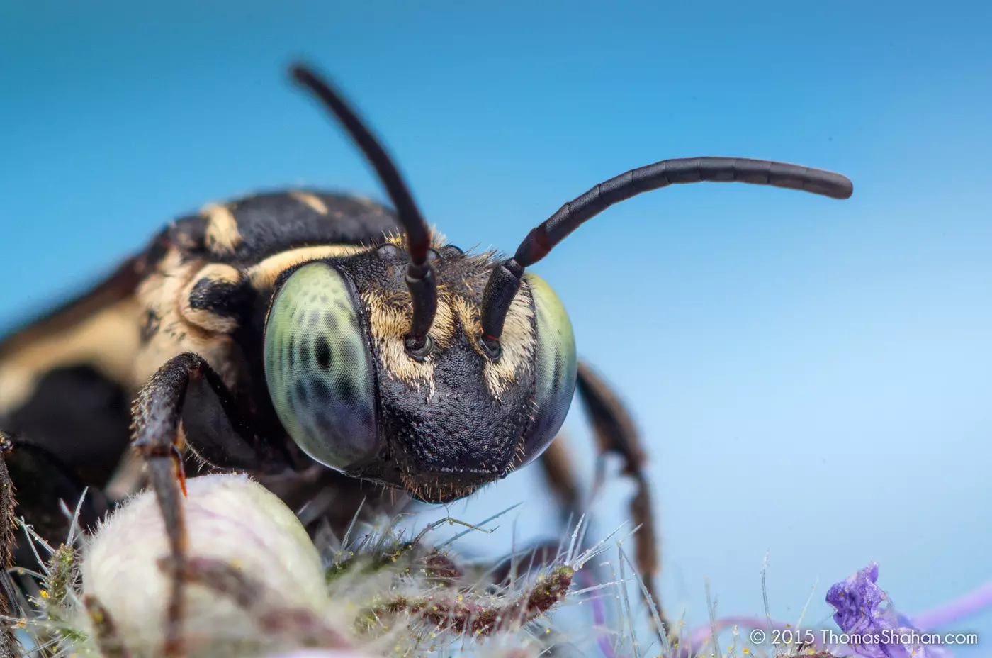 Macro Photographer E Leka Venus KX-800 Twin Flash, e Fumana Liphetho tse Hlollang 37323_5