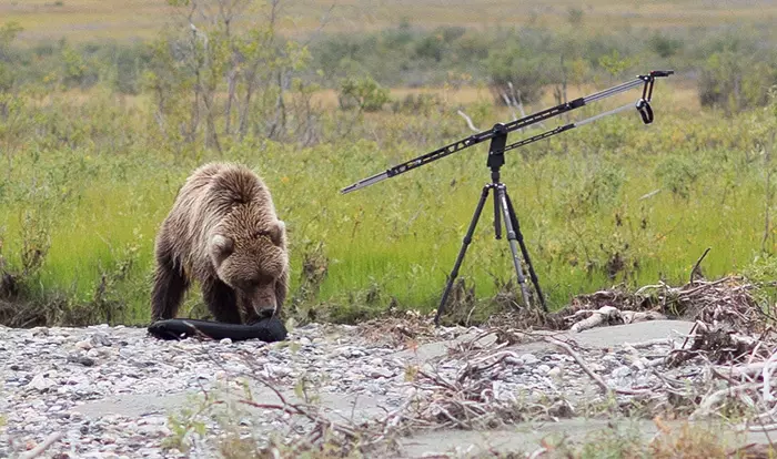 Benotzt de Canon 1DC an der Alaskan Wilderness fir e Kuerzfilm am 4K ze erfaassen 37556_7