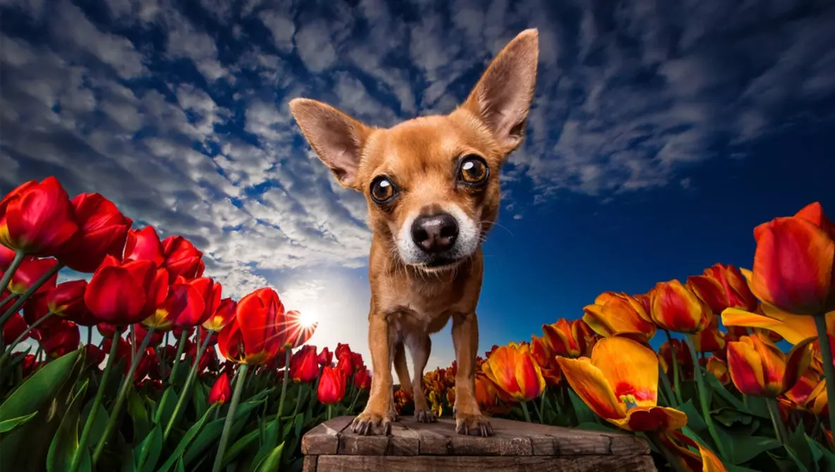 Fotografi Anjing Yang Bagus