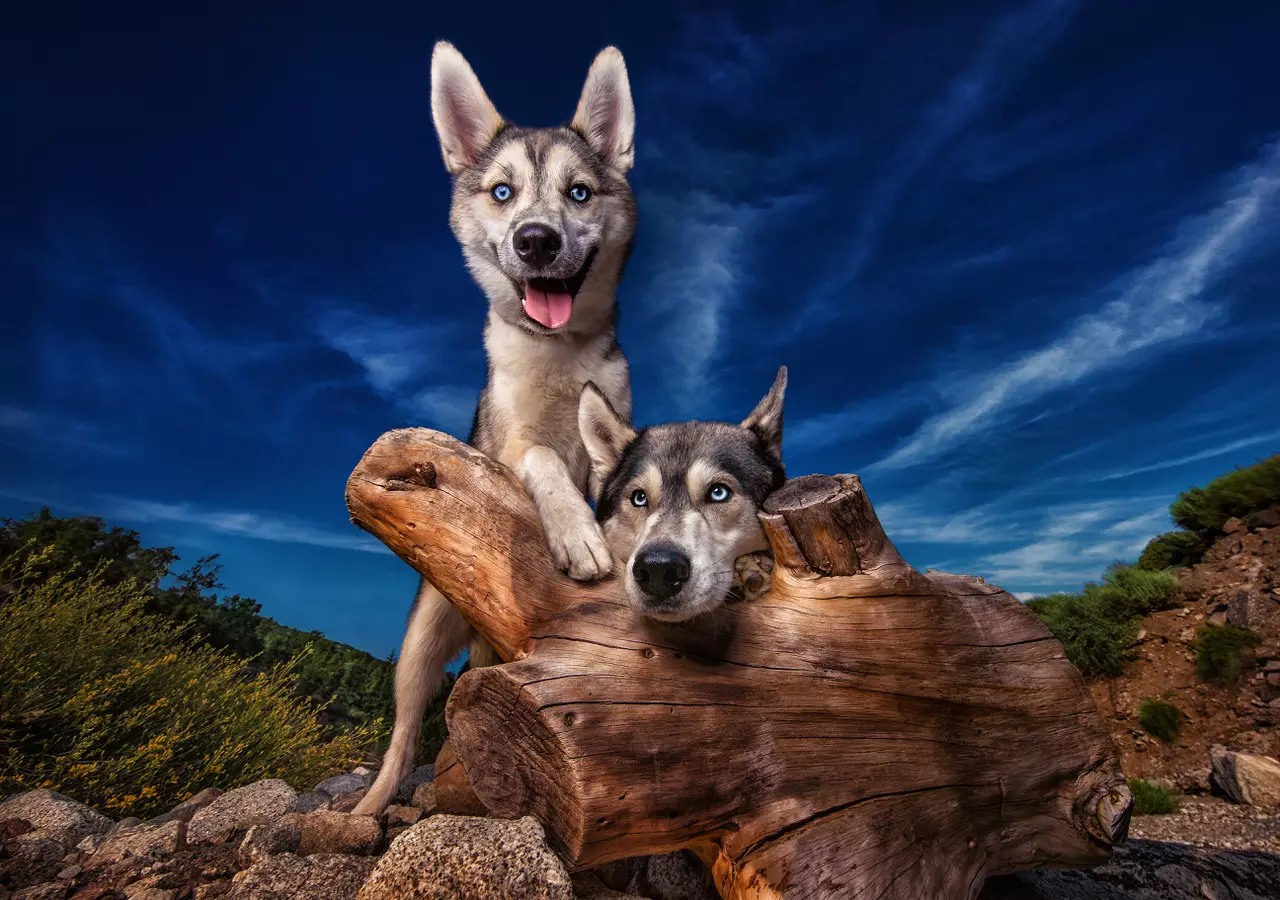 Hundfotografering som är bra 40329_3