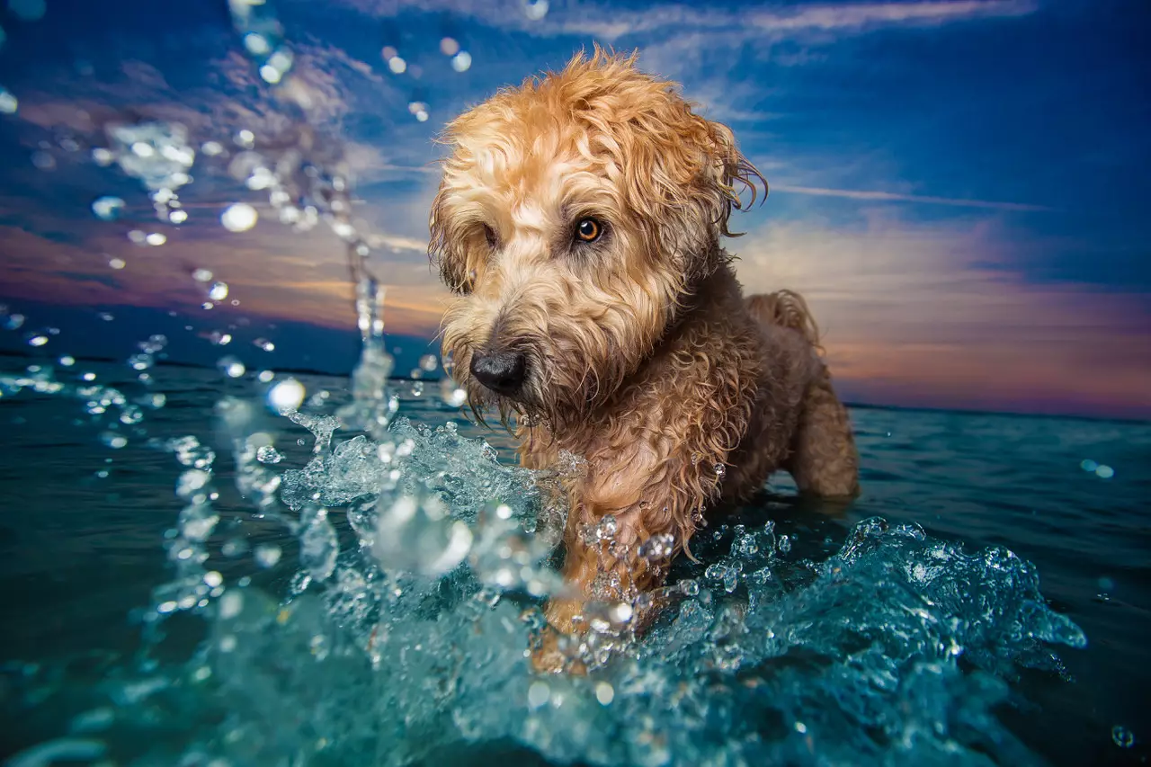 Hundfotografering som är bra 40329_4