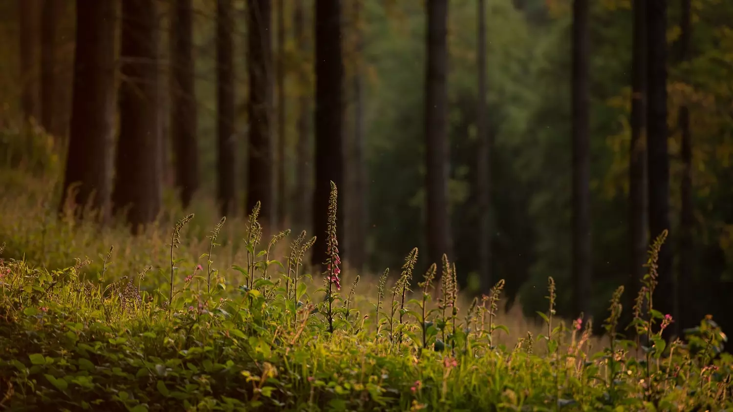 Da li je ovo najbrži način da poboljšate svoju fotografiju? 40657_4