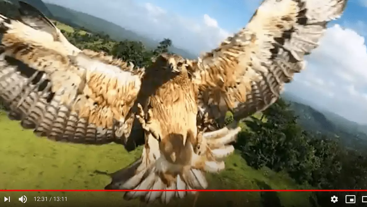 L'éthique de la photographie animalière : les drones rencontrent les animaux
