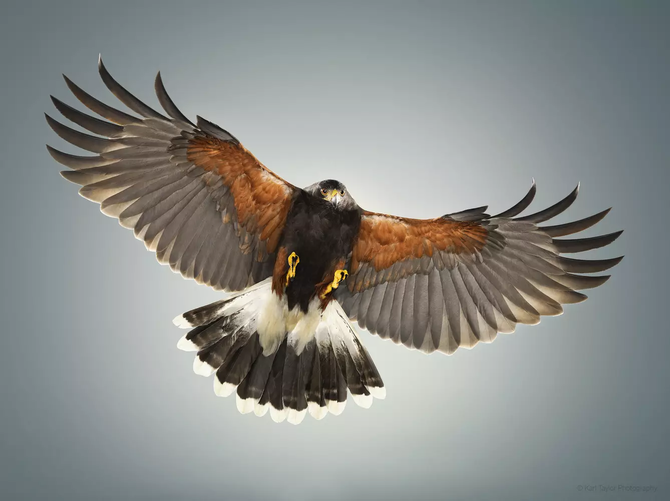 Fotografías en estudio de un halcón en vuelo, Karl Taylor acepta el desafío 40878_1