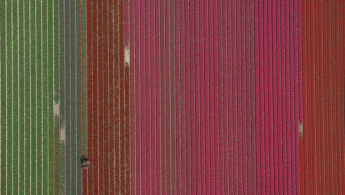 Aquesta sèrie de fotos aèries surrealista inclou camps de tulipes a Holanda