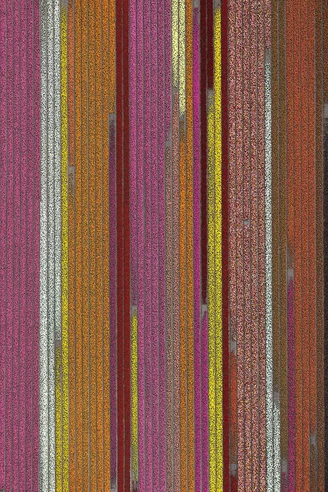 Ez a szürreális légifotó-sorozat hollandiai tulipánmezőket tartalmaz 41073_1