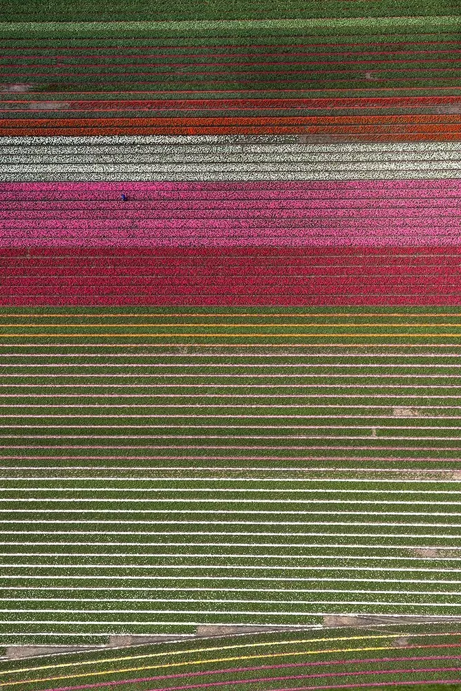 Kjo seri fotografish surreale ajrore përmban fushat e tulipanëve në Hollandë 41073_2