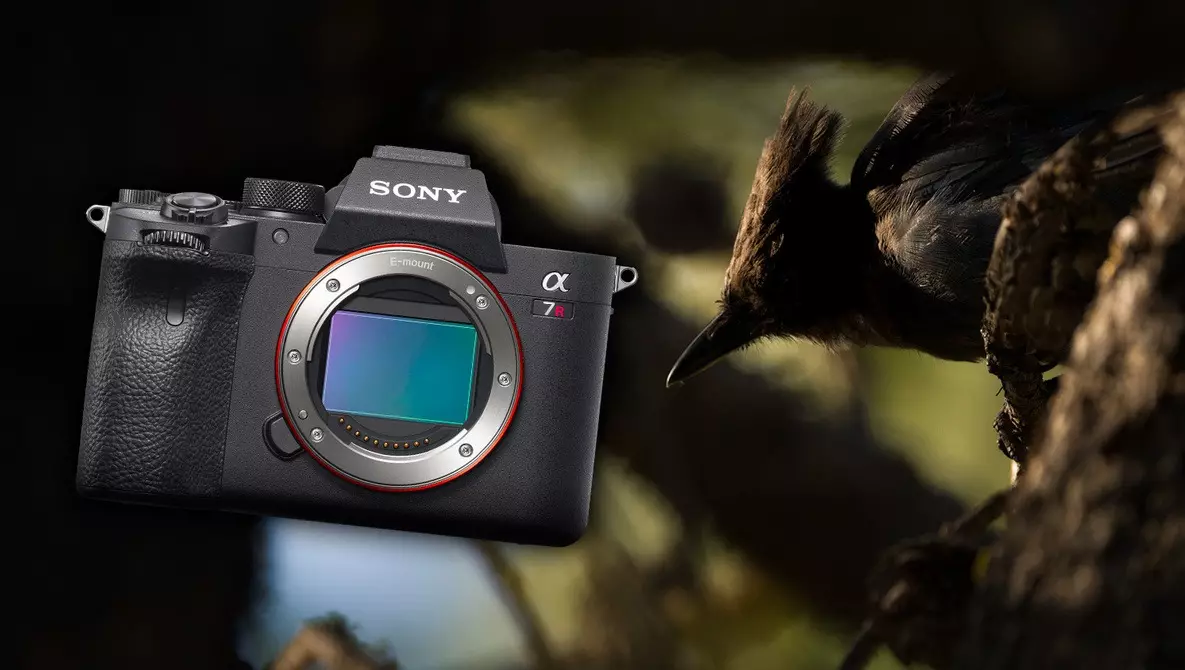 Hvorfor jeg købte Sony a7R IV til fotografering af vilde dyr