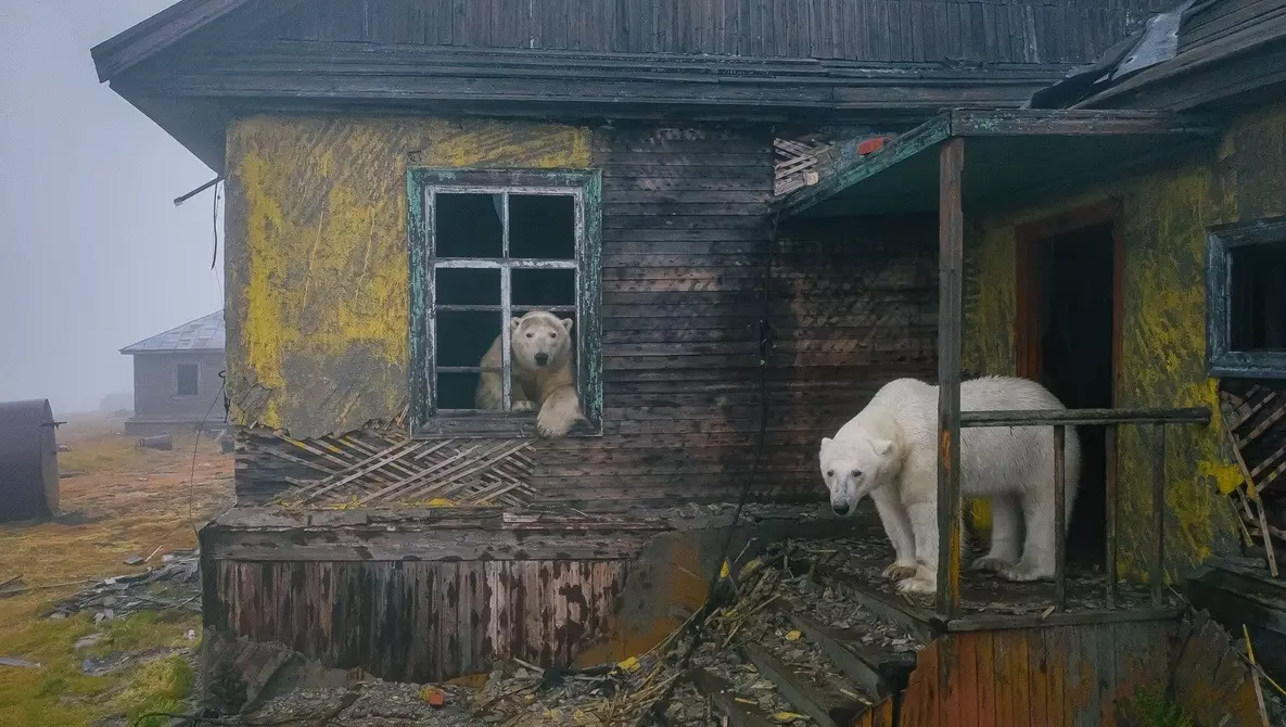 Nahuli ng Photographer ang Mga Polar Bear na Libre na Gumagala sa Meteorological Station sa Abandoned Island