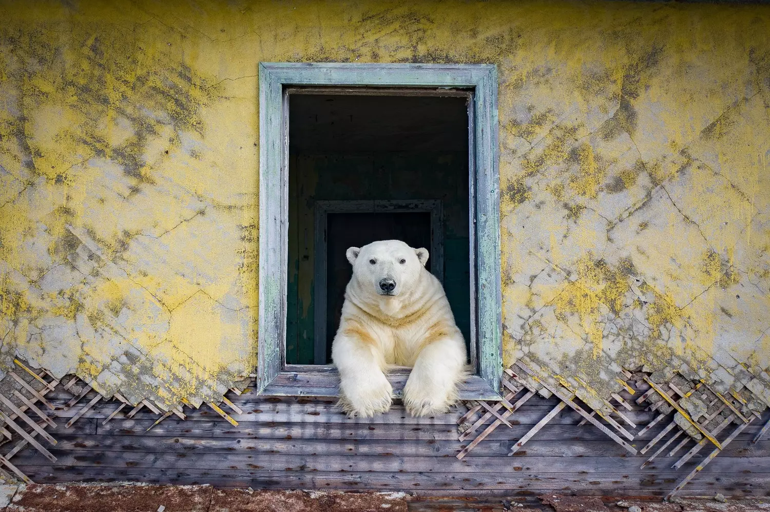 ช่างภาพจับหมีขั้วโลกบินฟรีที่สถานีอุตุนิยมวิทยาบนเกาะร้าง 4135_1