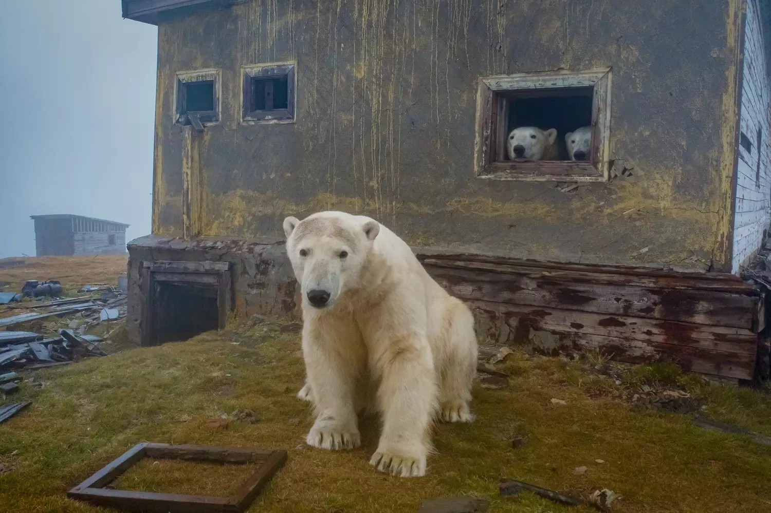 ფოტოგრაფმა მიტოვებულ კუნძულზე მეტეოროლოგიურ სადგურზე პოლარული დათვები დაიჭირა 4135_2