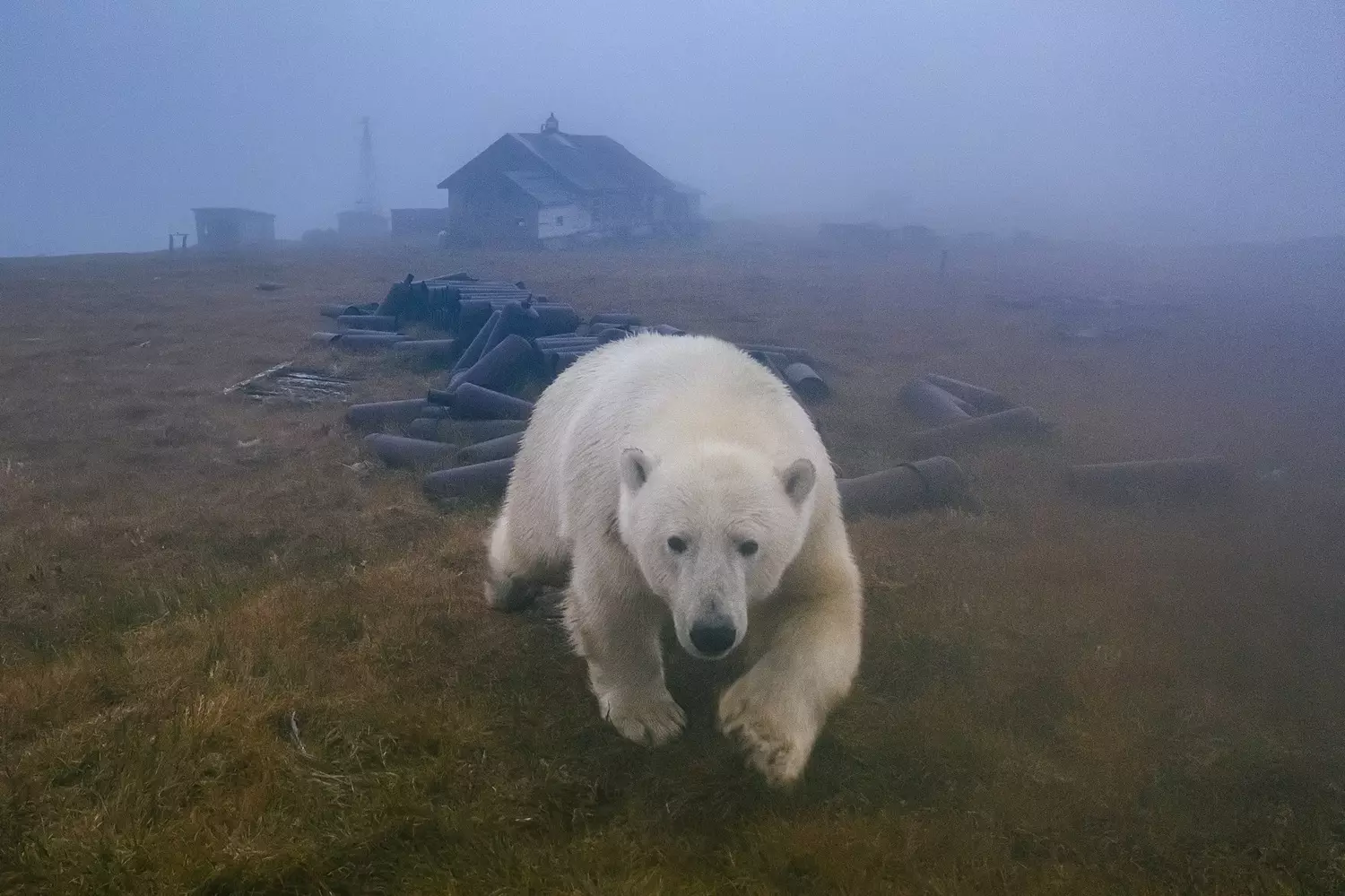 ფოტოგრაფმა მიტოვებულ კუნძულზე მეტეოროლოგიურ სადგურზე პოლარული დათვები დაიჭირა 4135_3