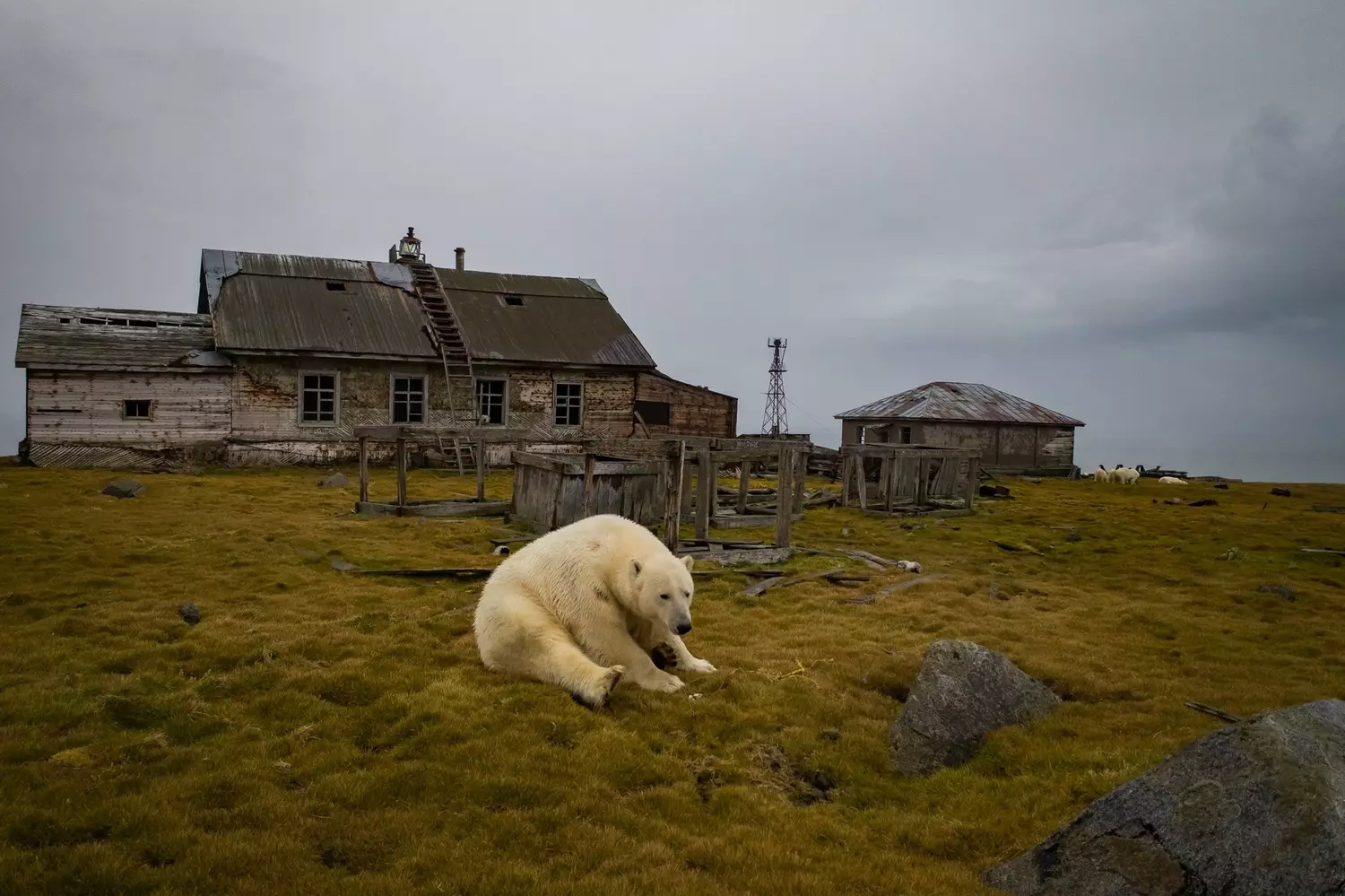 ფოტოგრაფმა მიტოვებულ კუნძულზე მეტეოროლოგიურ სადგურზე პოლარული დათვები დაიჭირა 4135_6