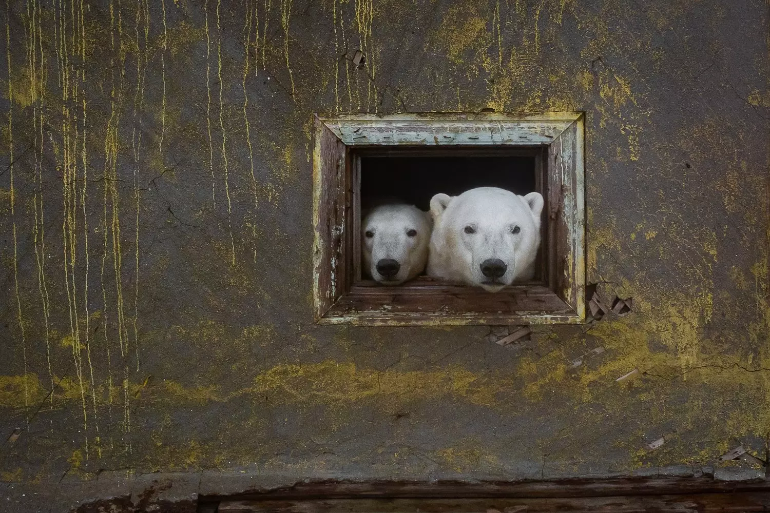 Nahuli ng Photographer ang Mga Polar Bear na Libre na Gumagala sa Meteorological Station sa Abandoned Island 4135_7
