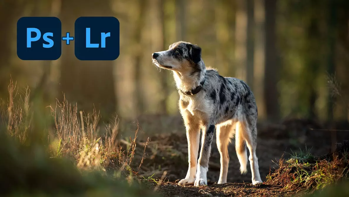 Redigera bättre hundporträtt med Lightroom och Photoshop CC